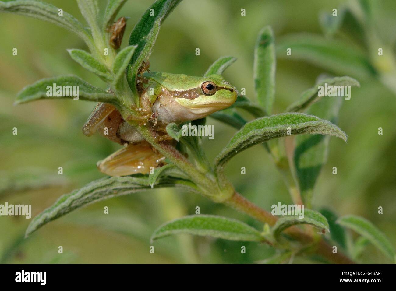 Mediterranean tree frog (Hyla meridionalis) - Pyrénées-Orientales ...