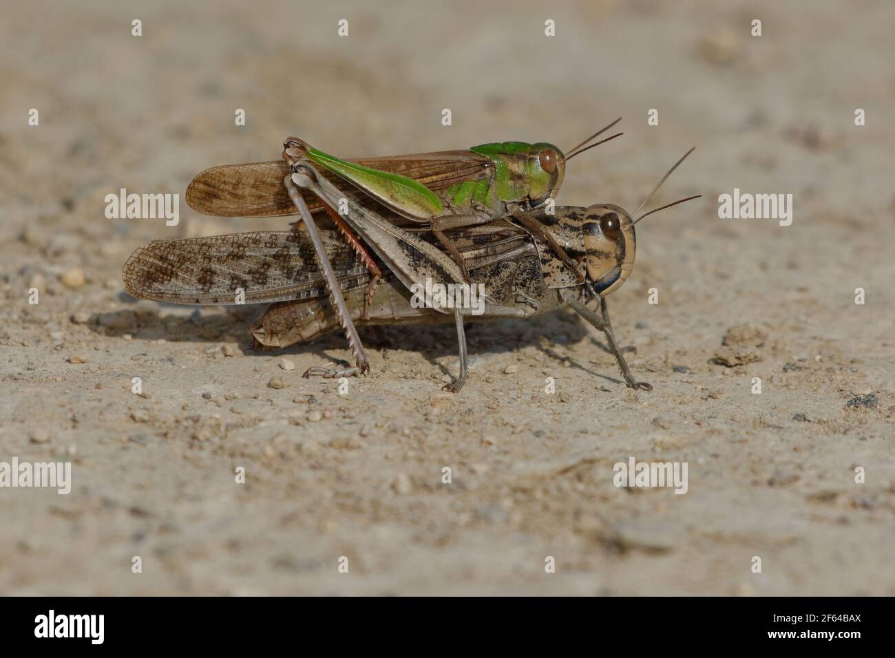 Mating locusts hi-res stock photography and images - Alamy