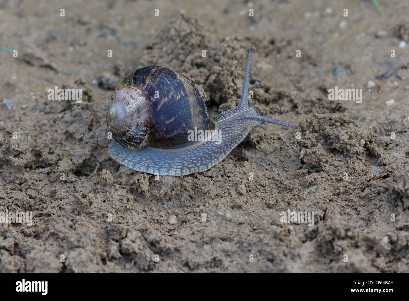 Cornu escargot hi-res stock photography and images - Alamy