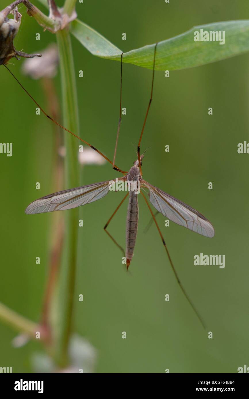 Crane fly tipula oleracea hi-res stock photography and images - Alamy