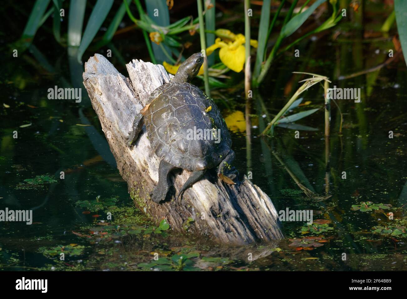 Spanish pond turtle hi-res stock photography and images - Alamy