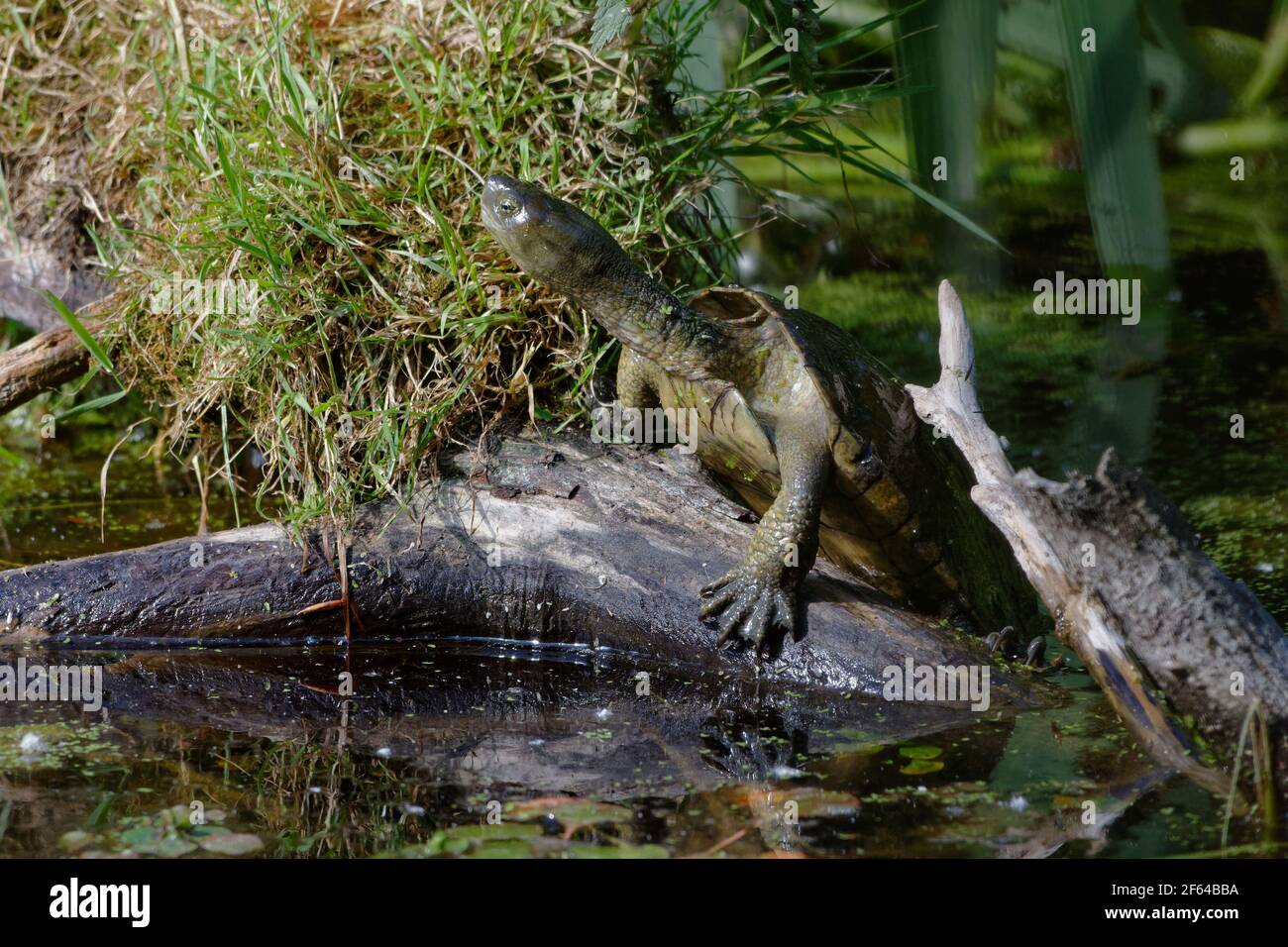 Spanish pond turtle hi-res stock photography and images - Alamy