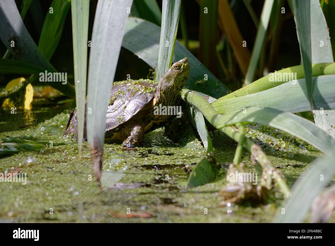 Spanish pond turtle hi-res stock photography and images - Alamy