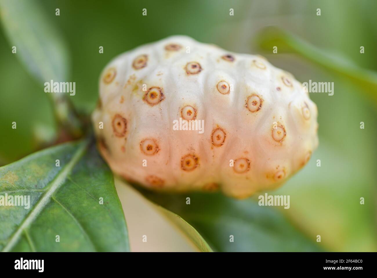 Noni fruit on the noni tree in the nature green background, fresh ripe ...