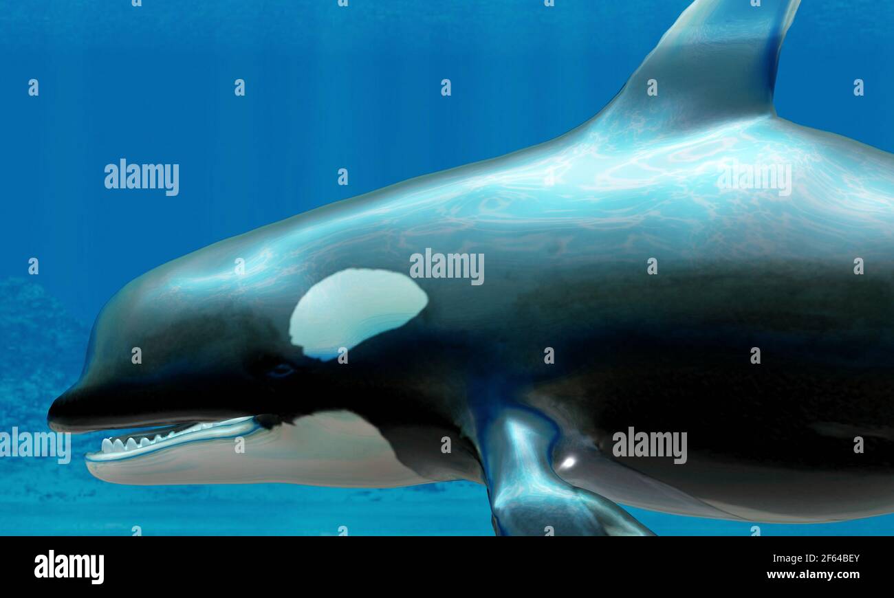 Realistic killer whale hi-res stock photography and images - Alamy