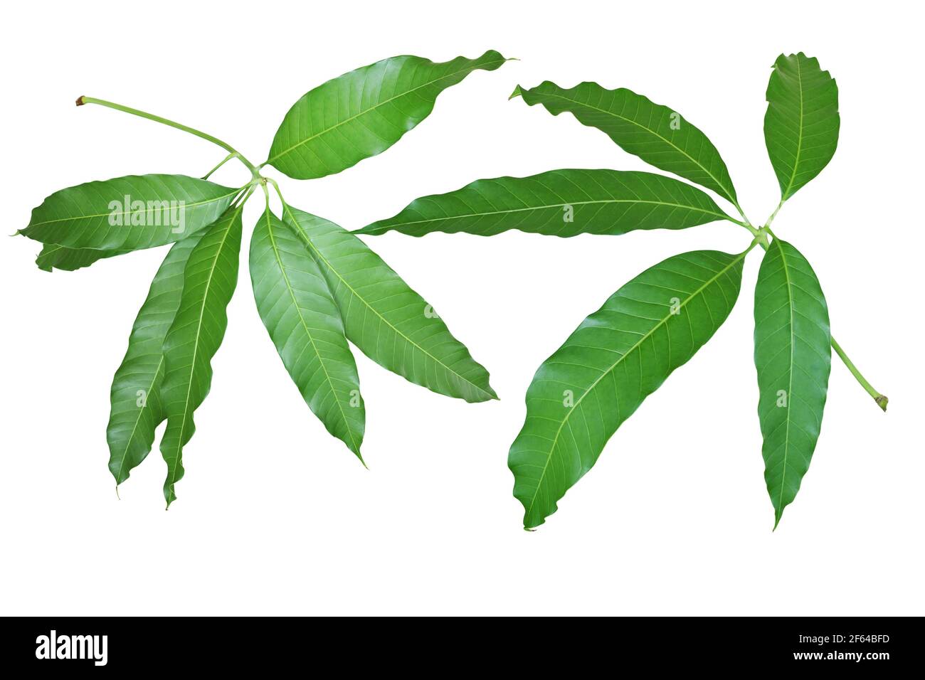 Mango Branches with Green Leaves Isolated on White Background with ...