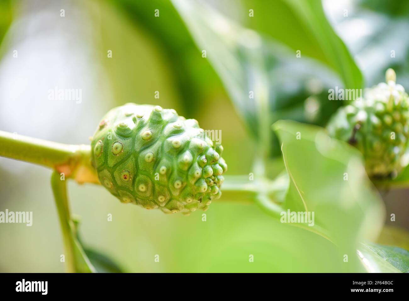 Noni fruit on the noni tree in the nature green background, fresh raw ...