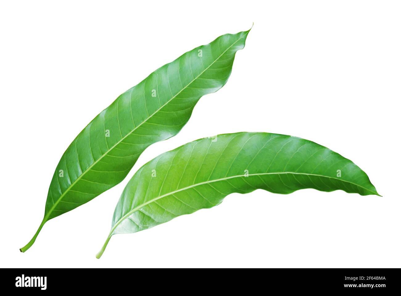 Fresh Green Mango Leaves Isolated on White Background with Clipping ...