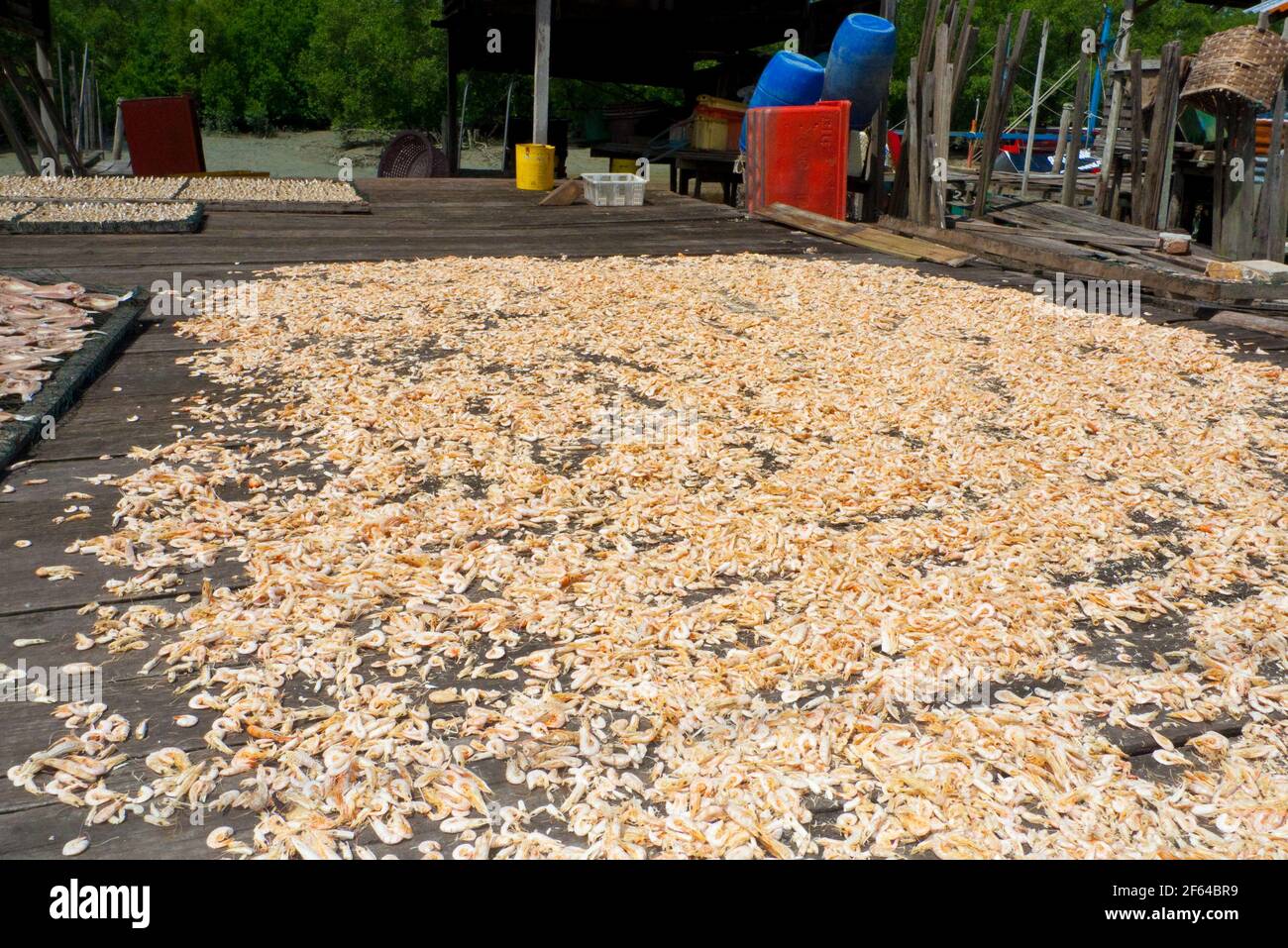 Shrimp being dried in sun Stock Photo - Alamy