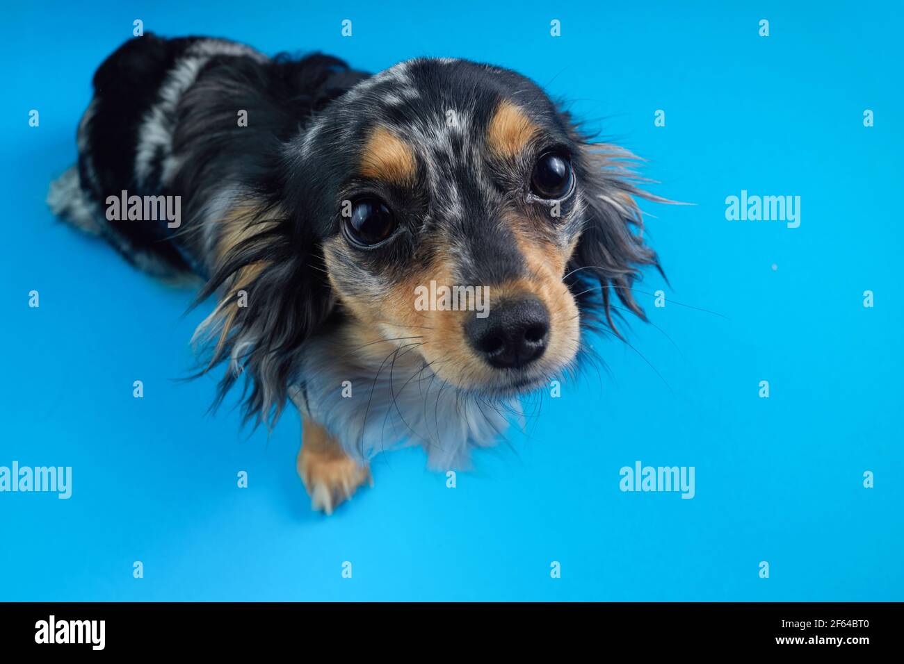 Cute puppy dog on blue background. Pet care concept Stock Photo - Alamy