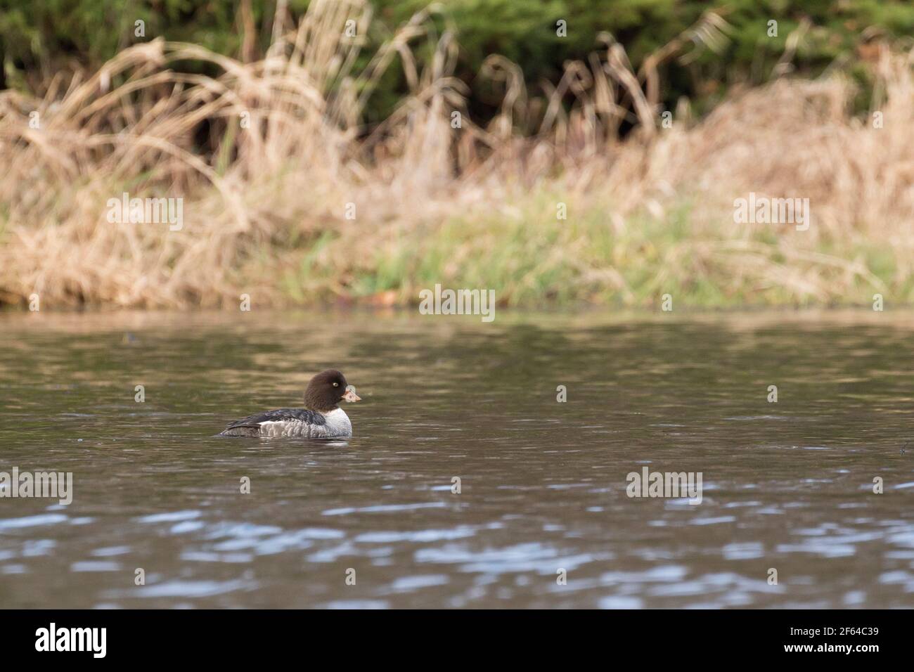 Rare in the eastern United States, a female Barrow's Goldeneye ...