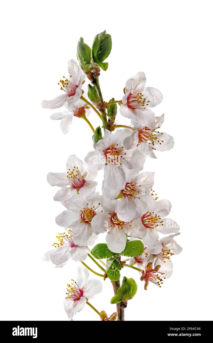 Detail view of a branch of the mirabelle with flowers, buds and leaves ...