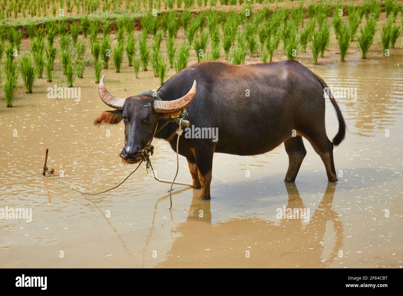 Asiatic ox hi-res stock photography and images - Alamy