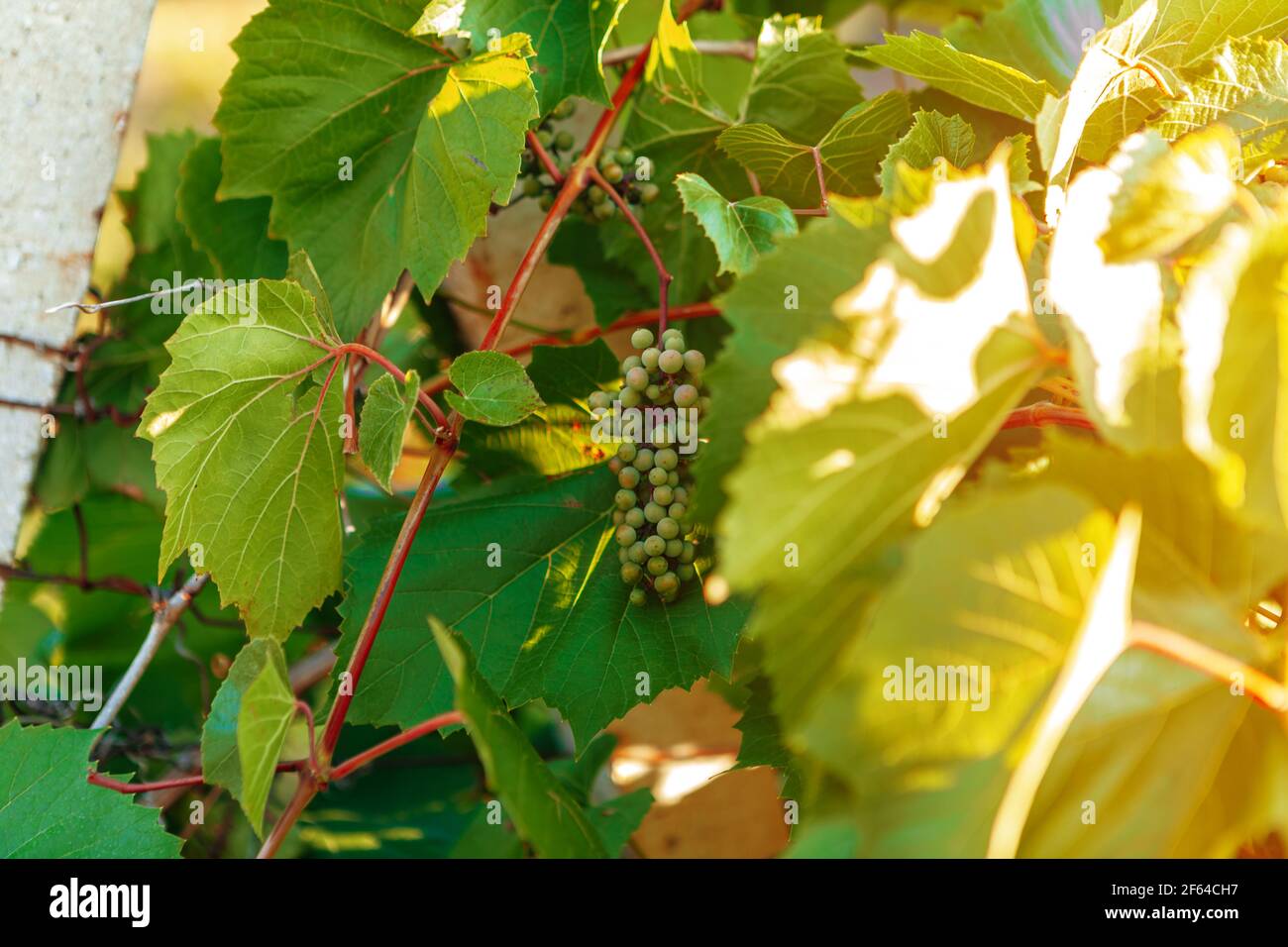 Branches of grapes plant on farm in morning sunlight Stock Photo - Alamy