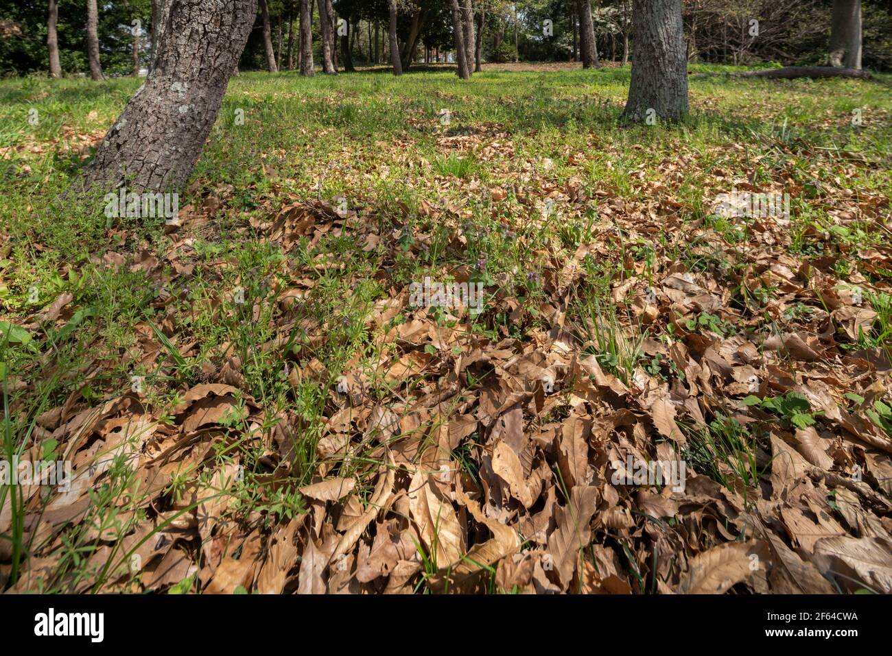 Wooded area on March 27th, 2021 (early spring), Isehara City, Kanagawa ...