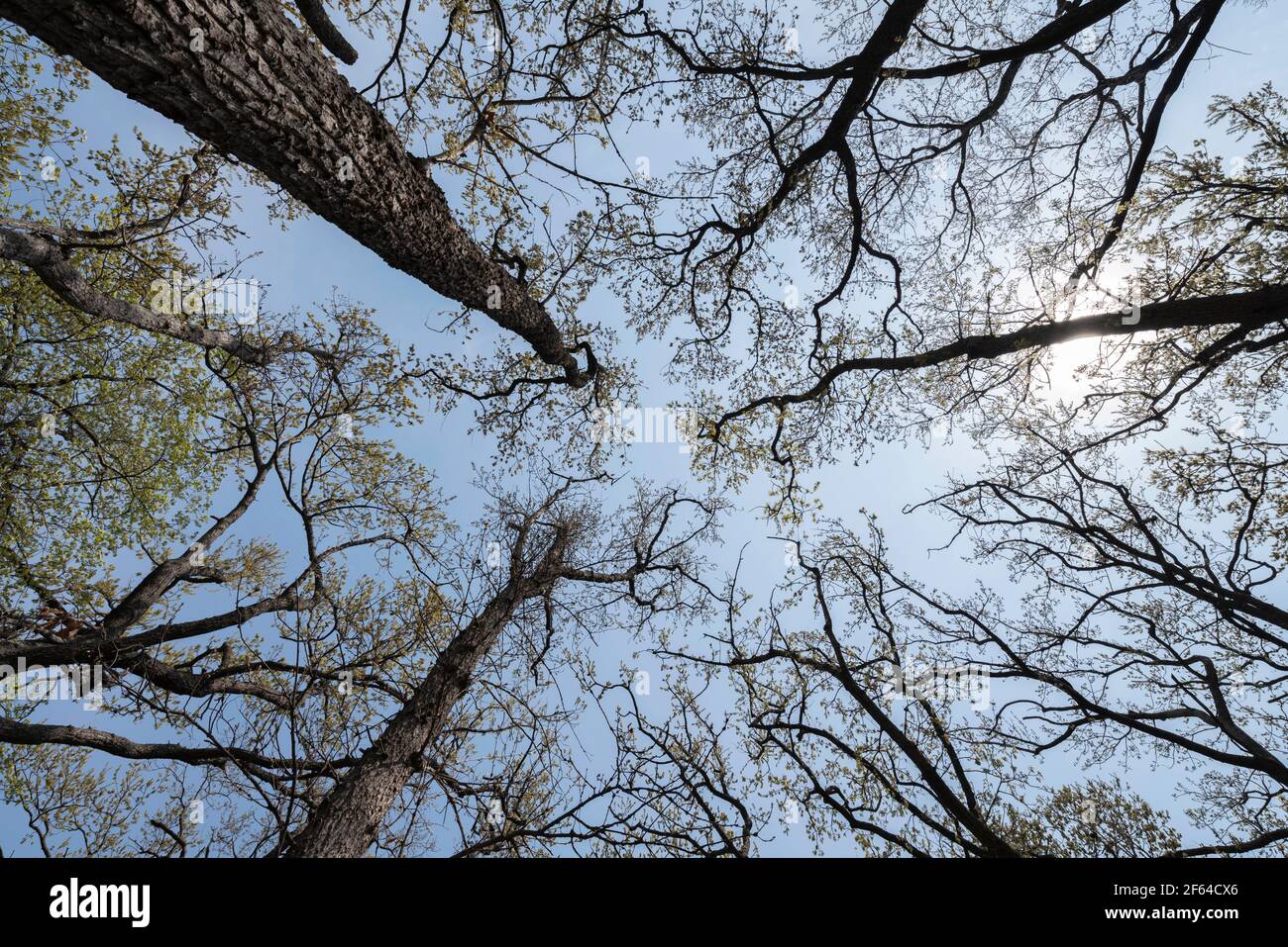 Japanese oak tree leaves quercus hi-res stock photography and images ...