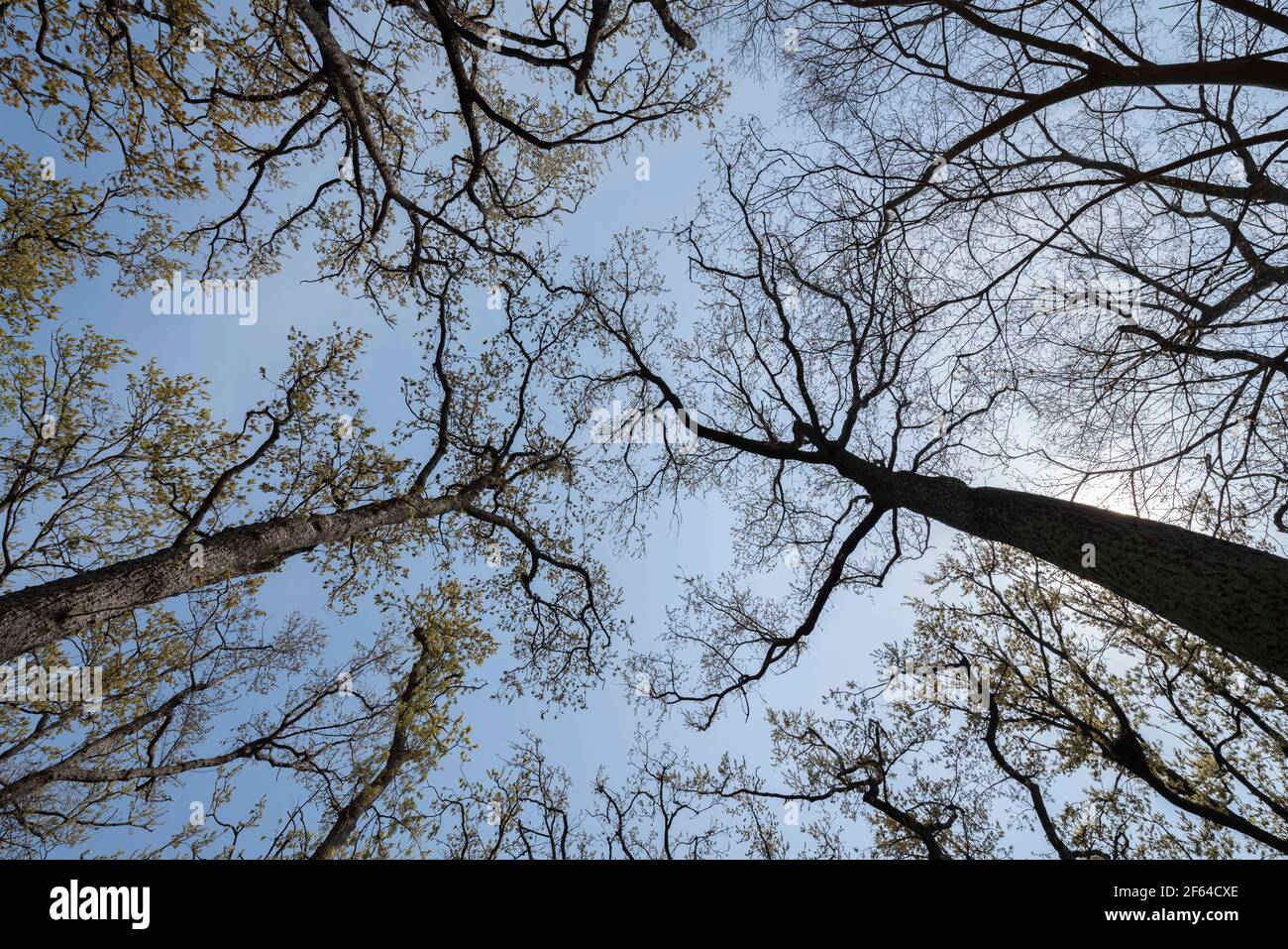 Japanese oak tree leaves quercus hi-res stock photography and images ...