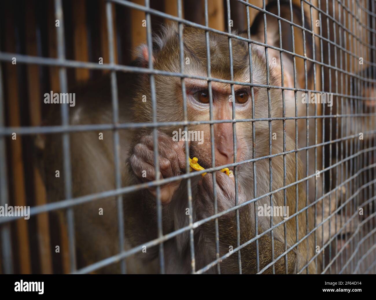 Caged cage animal iron bars hi-res stock photography and images - Alamy