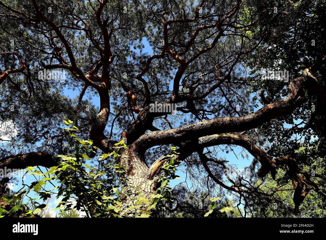 An old tree growing in a forest clearing Stock Photo - Alamy