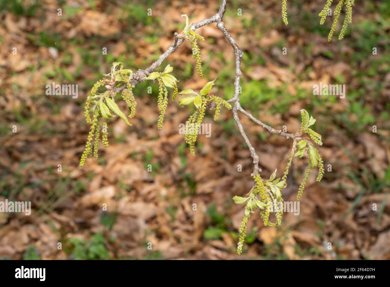 Early spring branch of Quercus acutissima (March 27th, 2021), Isehara ...