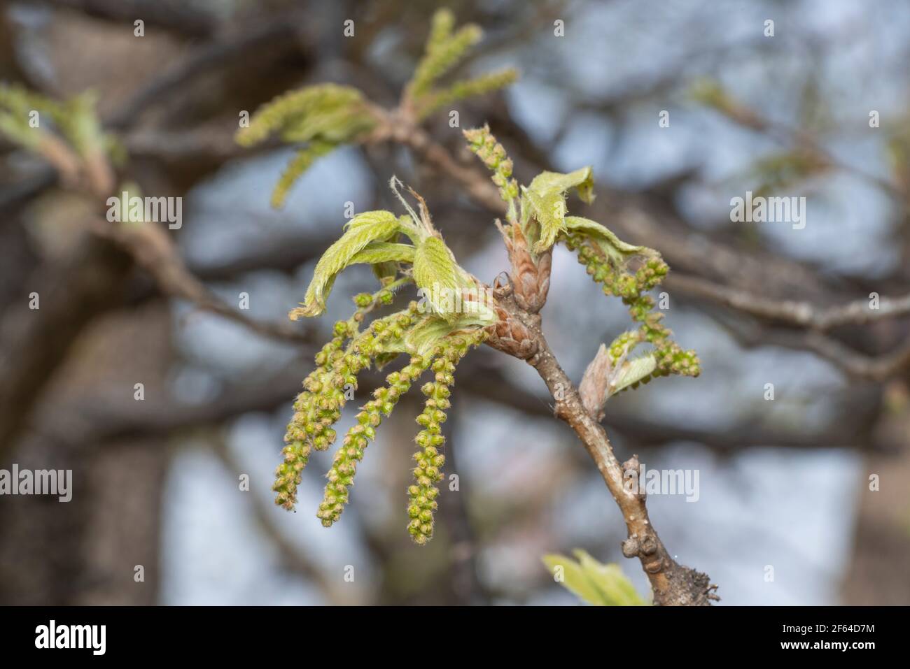 Early spring branch of Quercus acutissima (March 27th, 2021), Isehara ...