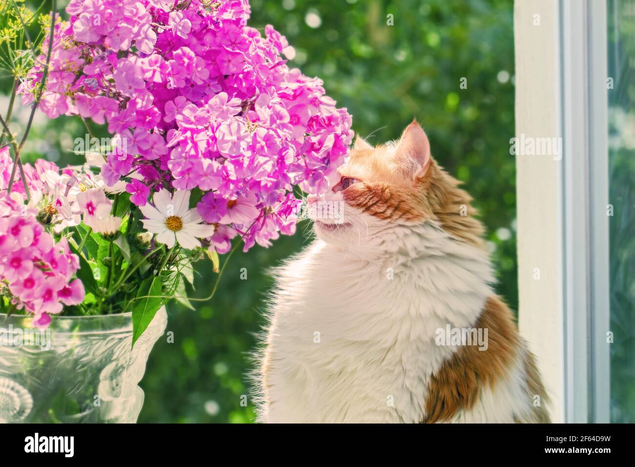 Real pretty adult red and white cat and bouquet of phlox on window on ...
