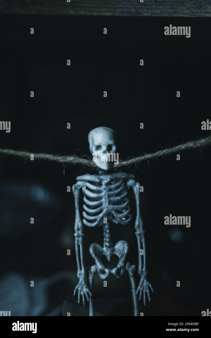 Human anatomy full body skeletal hi-res stock photography and images ...