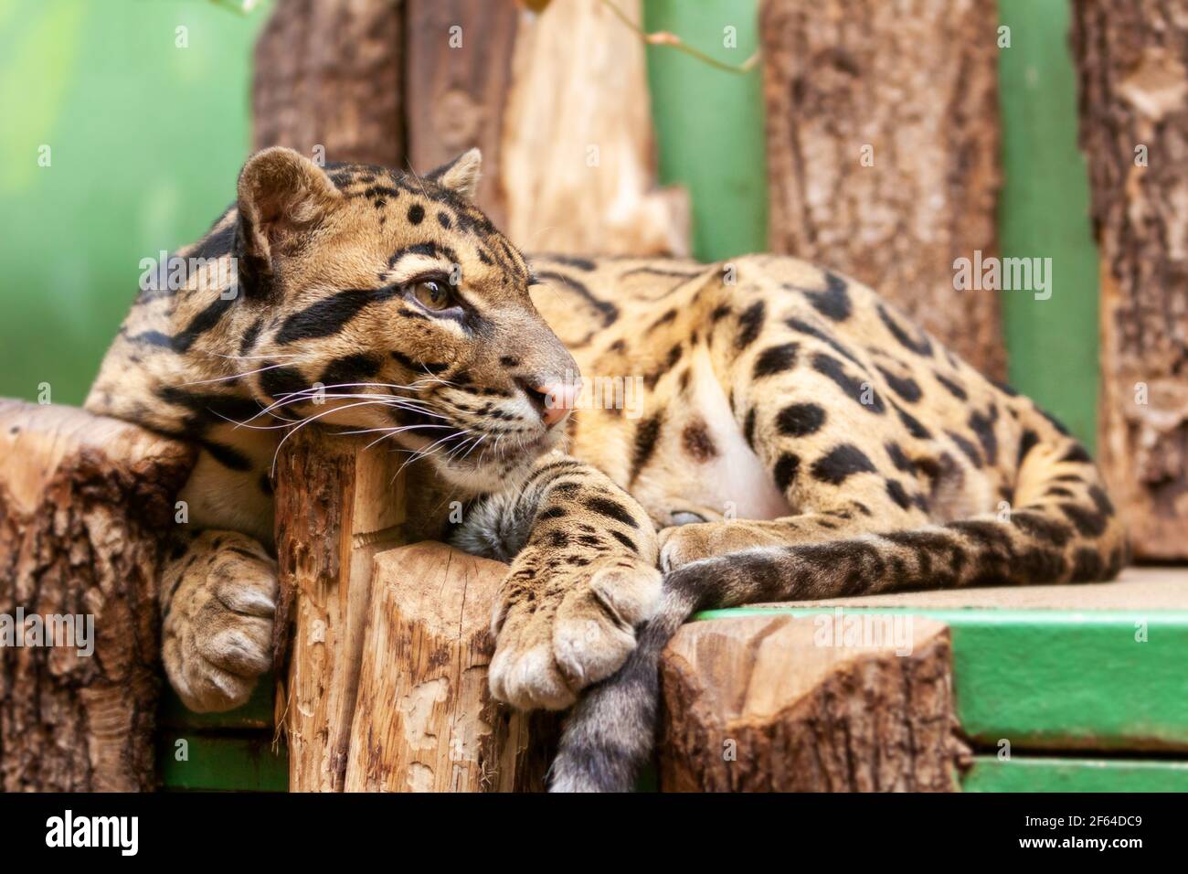 Ocelot head hi-res stock photography and images - Alamy