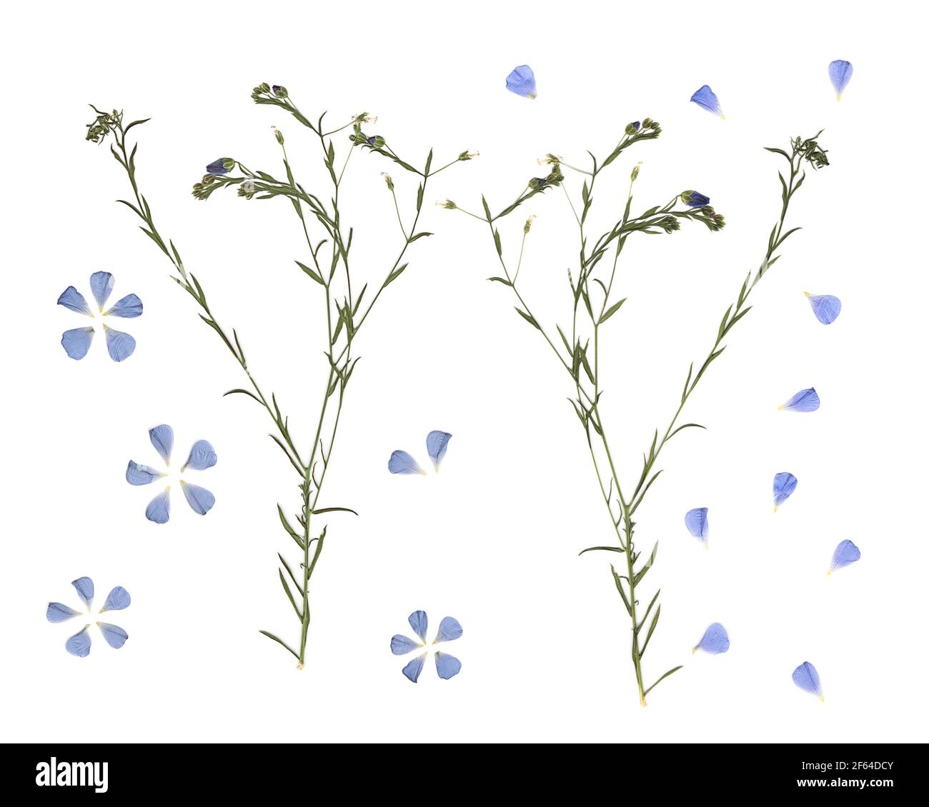 Desiccated plants Cut Out Stock Images & Pictures - Alamy
