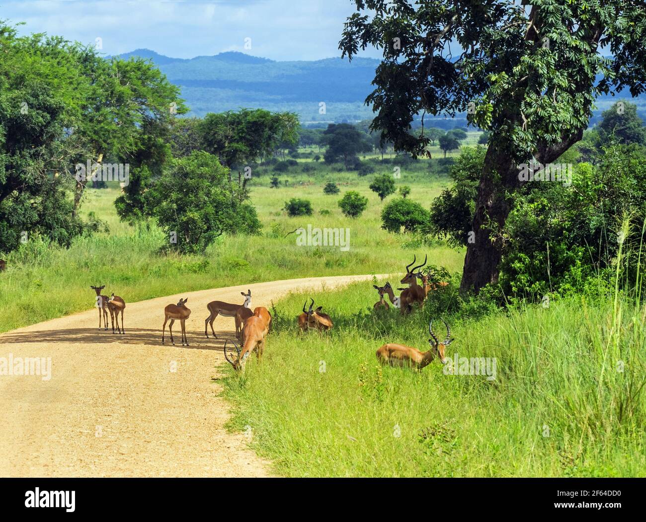 Impala on grass hi-res stock photography and images - Alamy