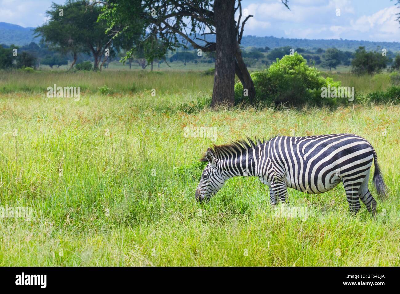 Real adult alone zebra in green grass safari sunny morning Stock Photo ...