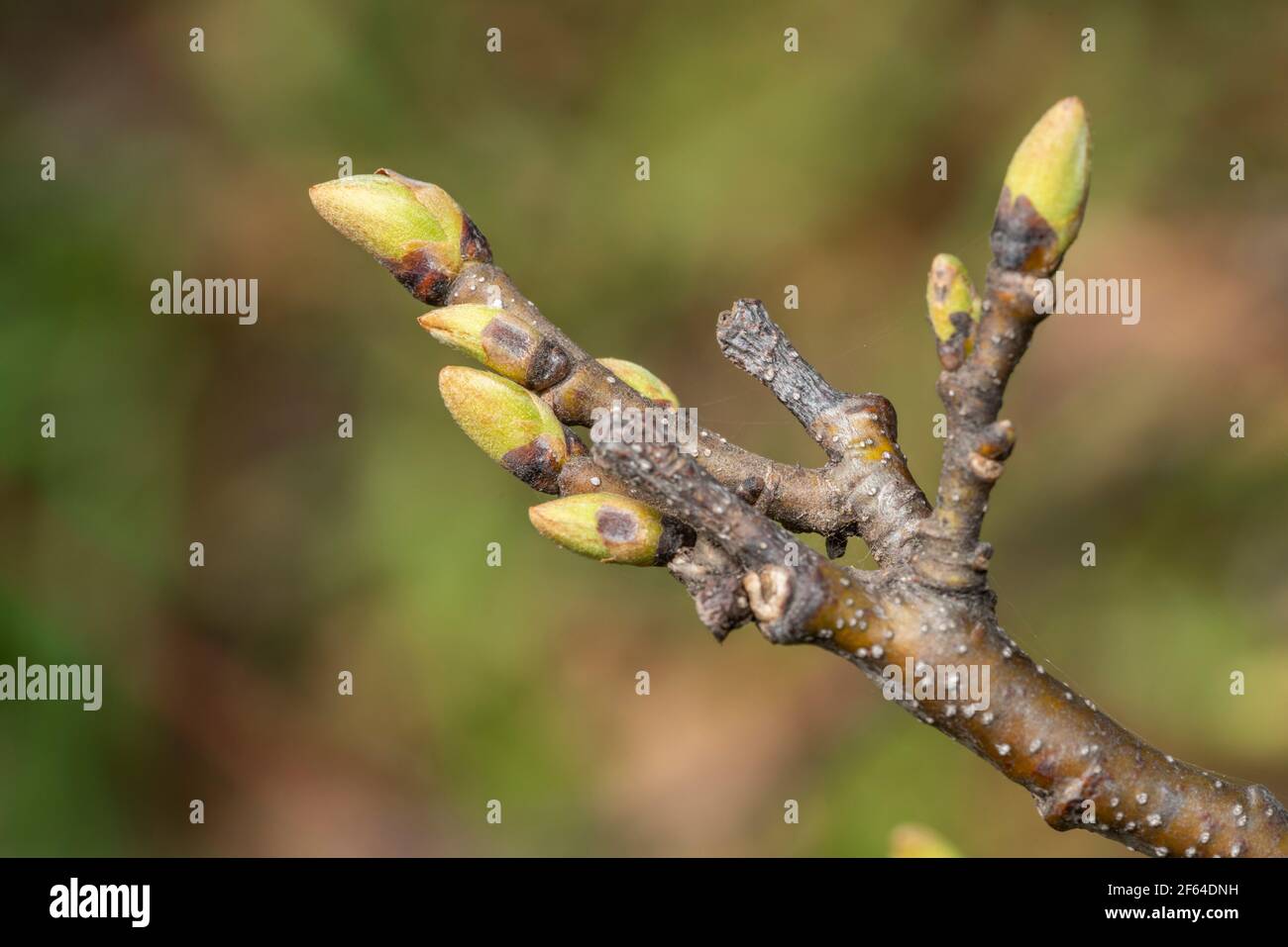 Spring buds of Japanese chestnut (March 27th, 2021), Isehara City ...