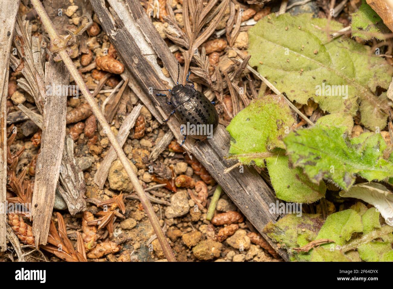 Hakkahamushi hi-res stock photography and images - Alamy