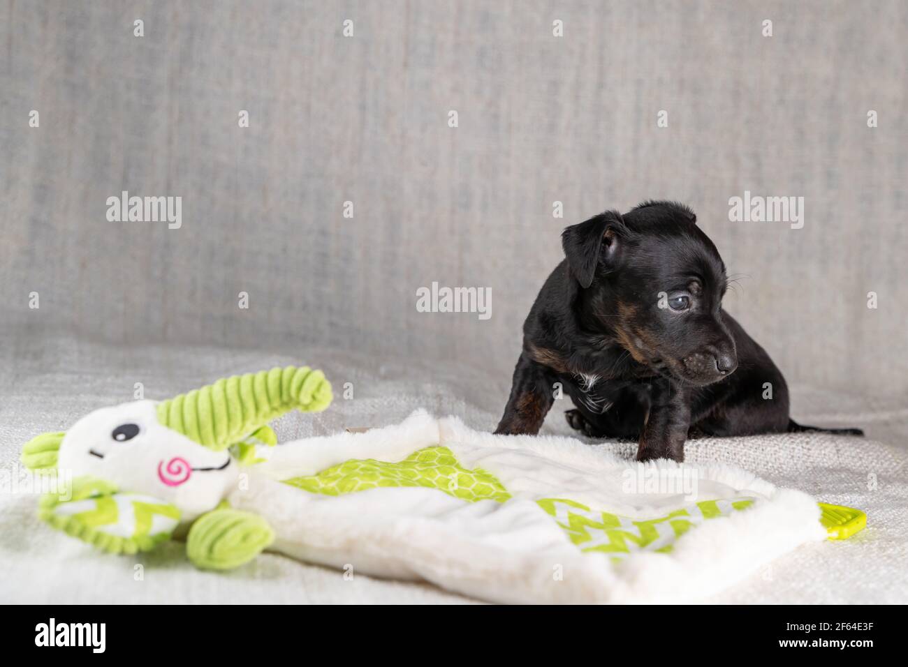 Brindle jack russell terrier hi-res stock photography and images - Alamy