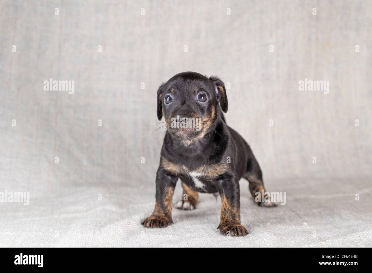 Brown and black brindle Jack Russell Terrier dog puppy. Looks cheeky ...