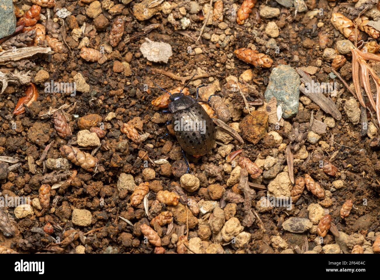 Chrysolina exanthematica, Isehara City, Kanagawa Prefecture, Japan ...