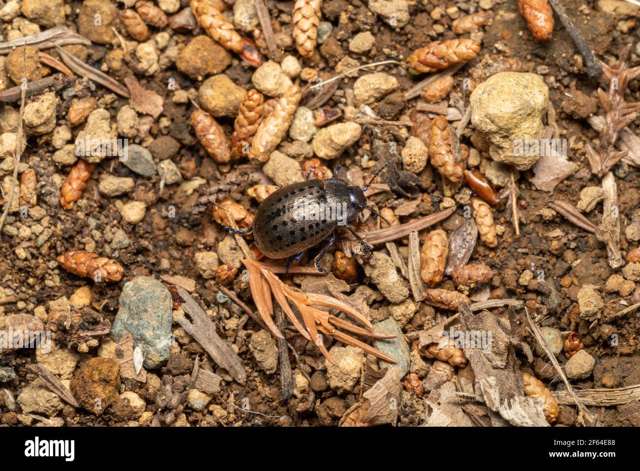 Hakkahamushi hi-res stock photography and images - Alamy