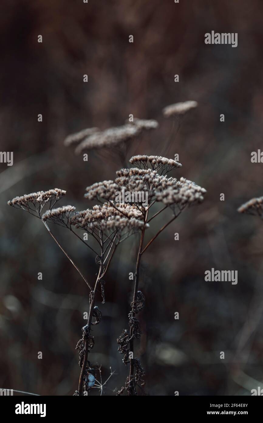Withered inflorescences hi-res stock photography and images - Alamy