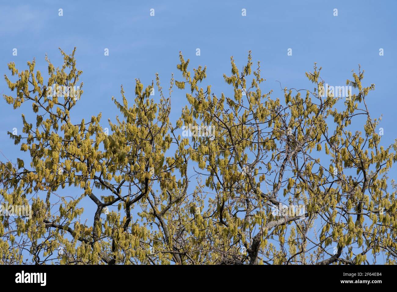 Early spring branch of Quercus acutissima (March 27th, 2021), Isehara ...