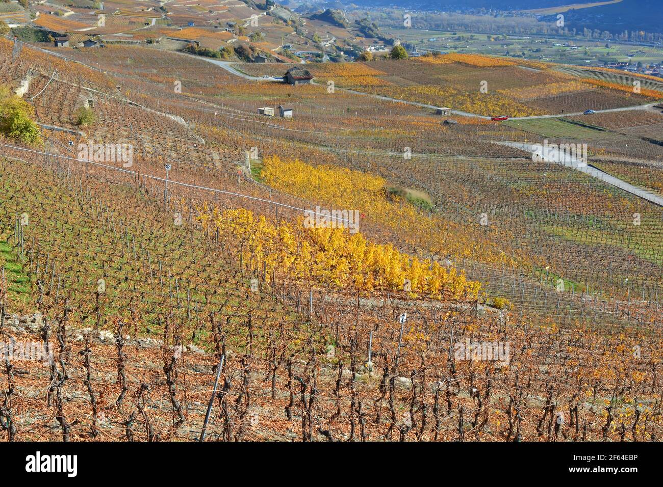 Fall colors in the Vineyards in the Alps Stock Photo - Alamy