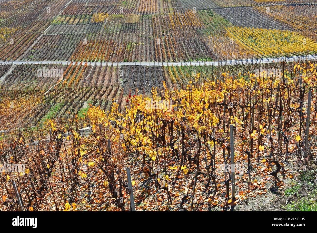 Fall colors in the Vineyards Stock Photo - Alamy