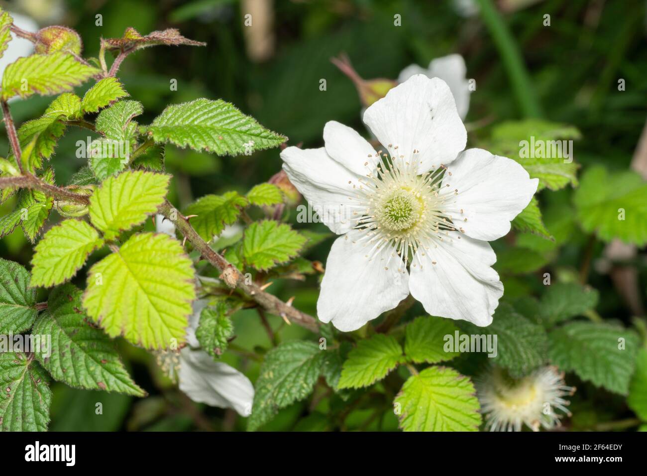 Flower of Rubus hirsutus, Isehara City, Kanagawa Prefecture, Japan ...