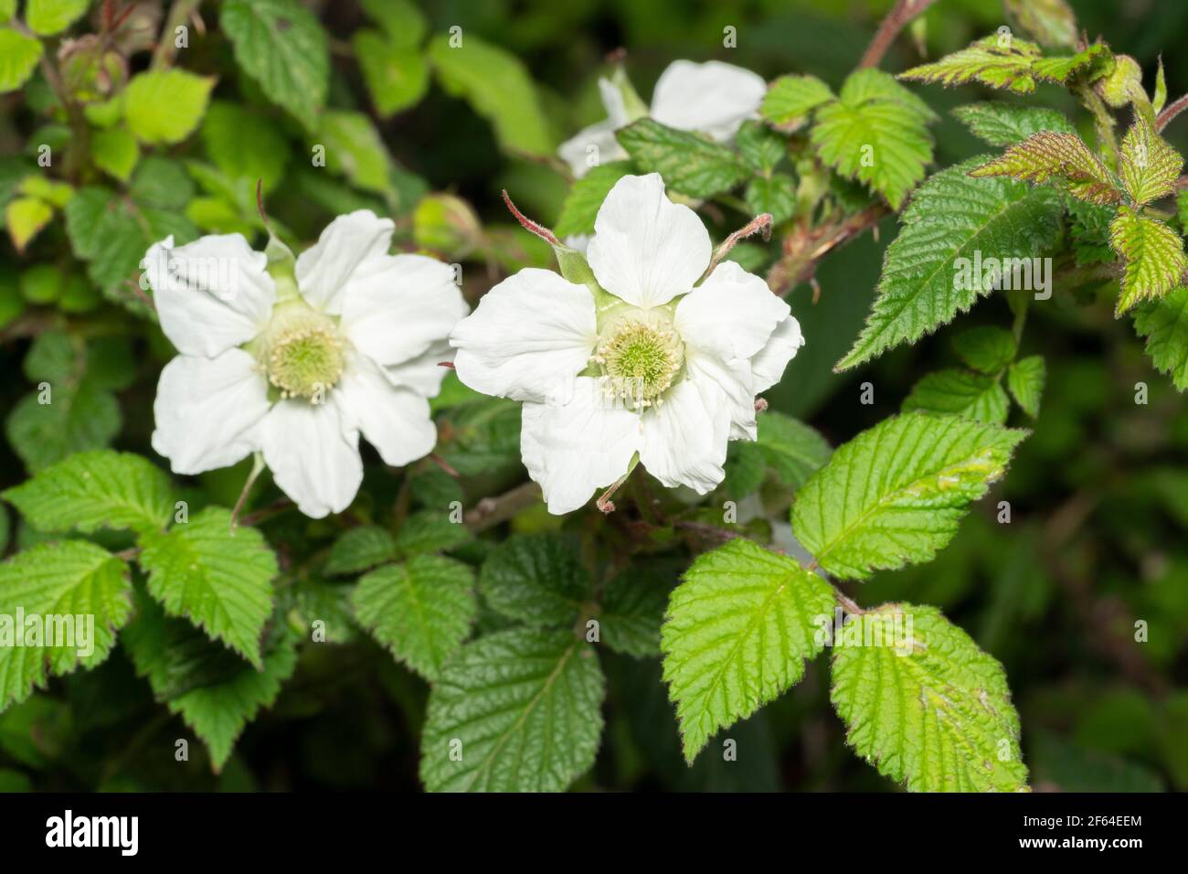 Rubus hirsutus hi-res stock photography and images - Alamy
