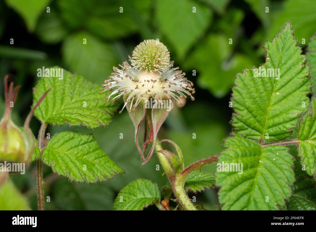Rubus hirsutus hi-res stock photography and images - Alamy