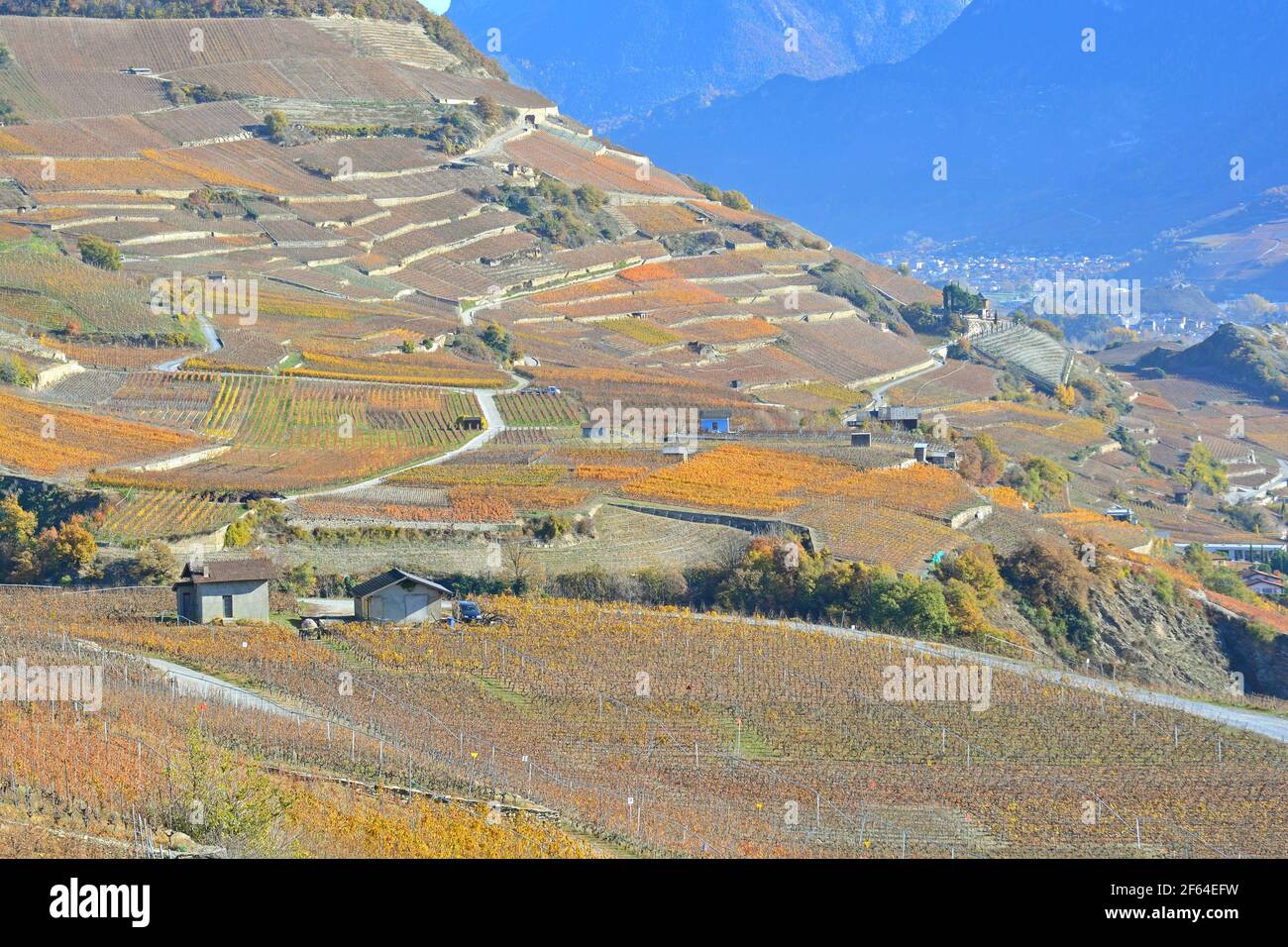 Fall colors in the Vineyards in the Alps Stock Photo - Alamy