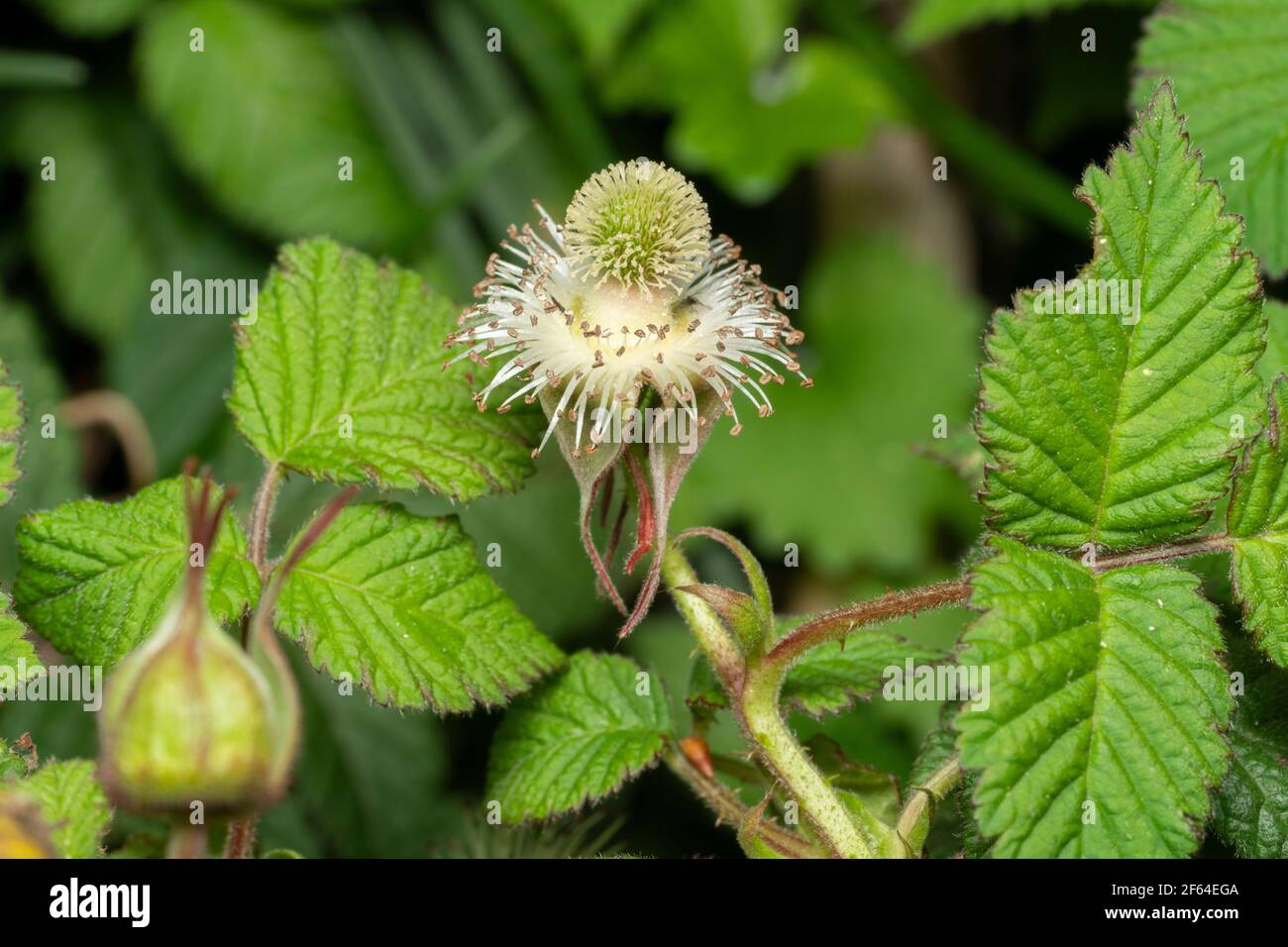 Rubus hirsutus hi-res stock photography and images - Alamy