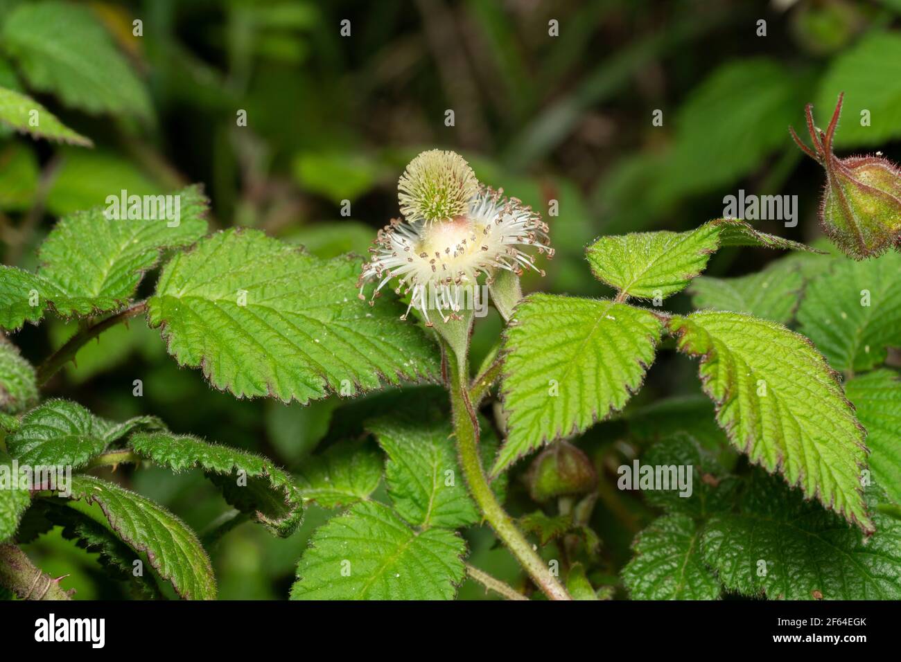 Rubus hirsutus hi-res stock photography and images - Alamy