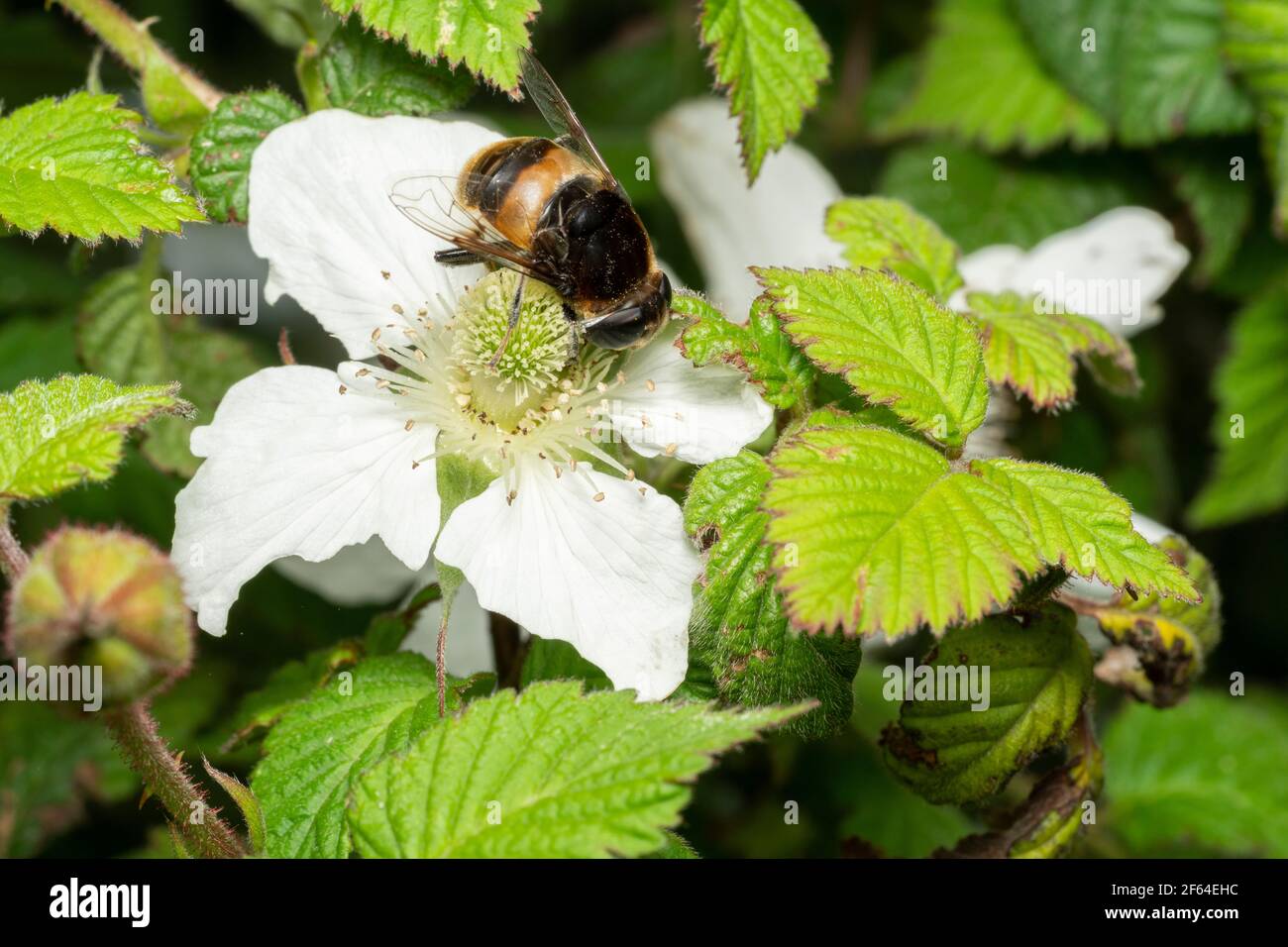 Phytomia zonata hi-res stock photography and images - Alamy