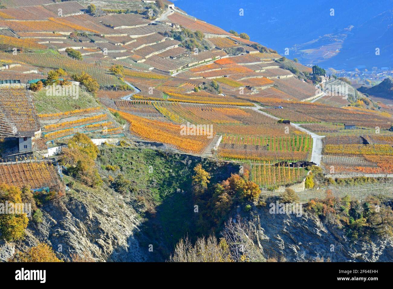 Fall colors in the Vineyards in the Alps Stock Photo - Alamy