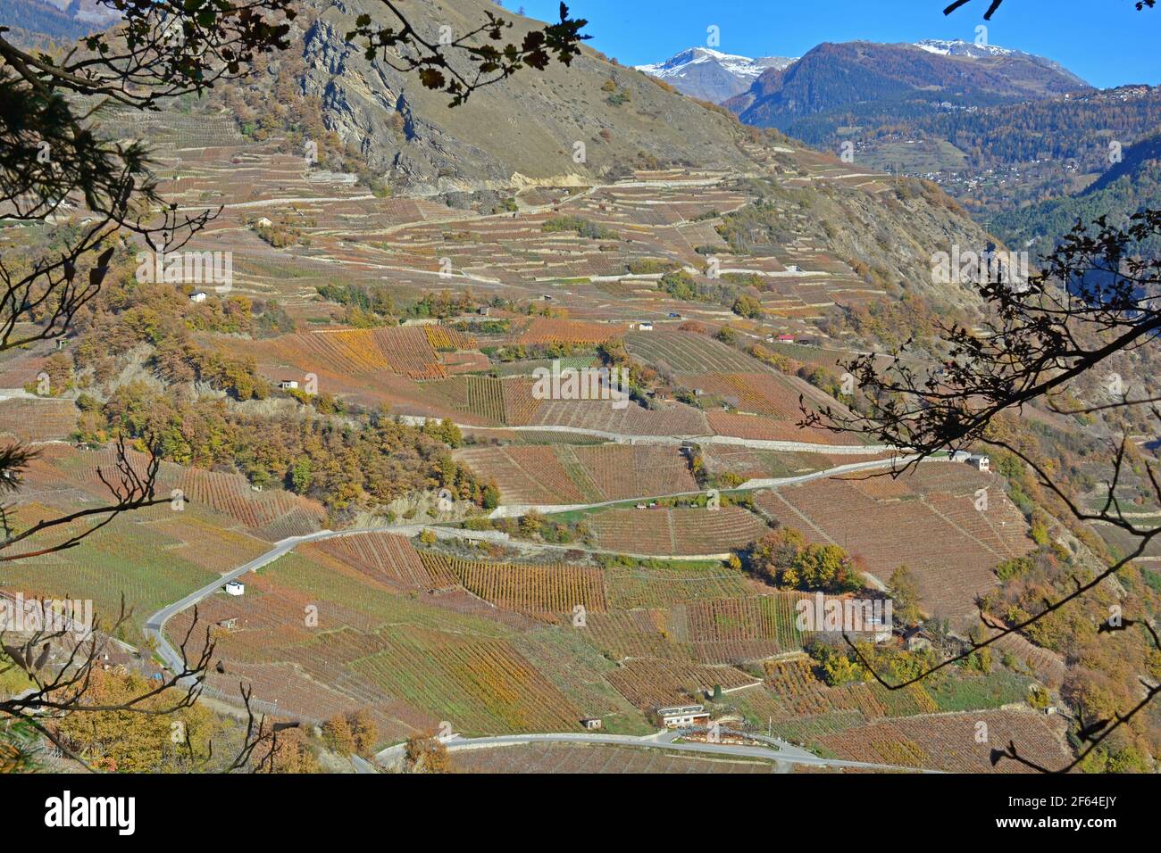 Fall colors in the Vineyards in the Alps Stock Photo - Alamy